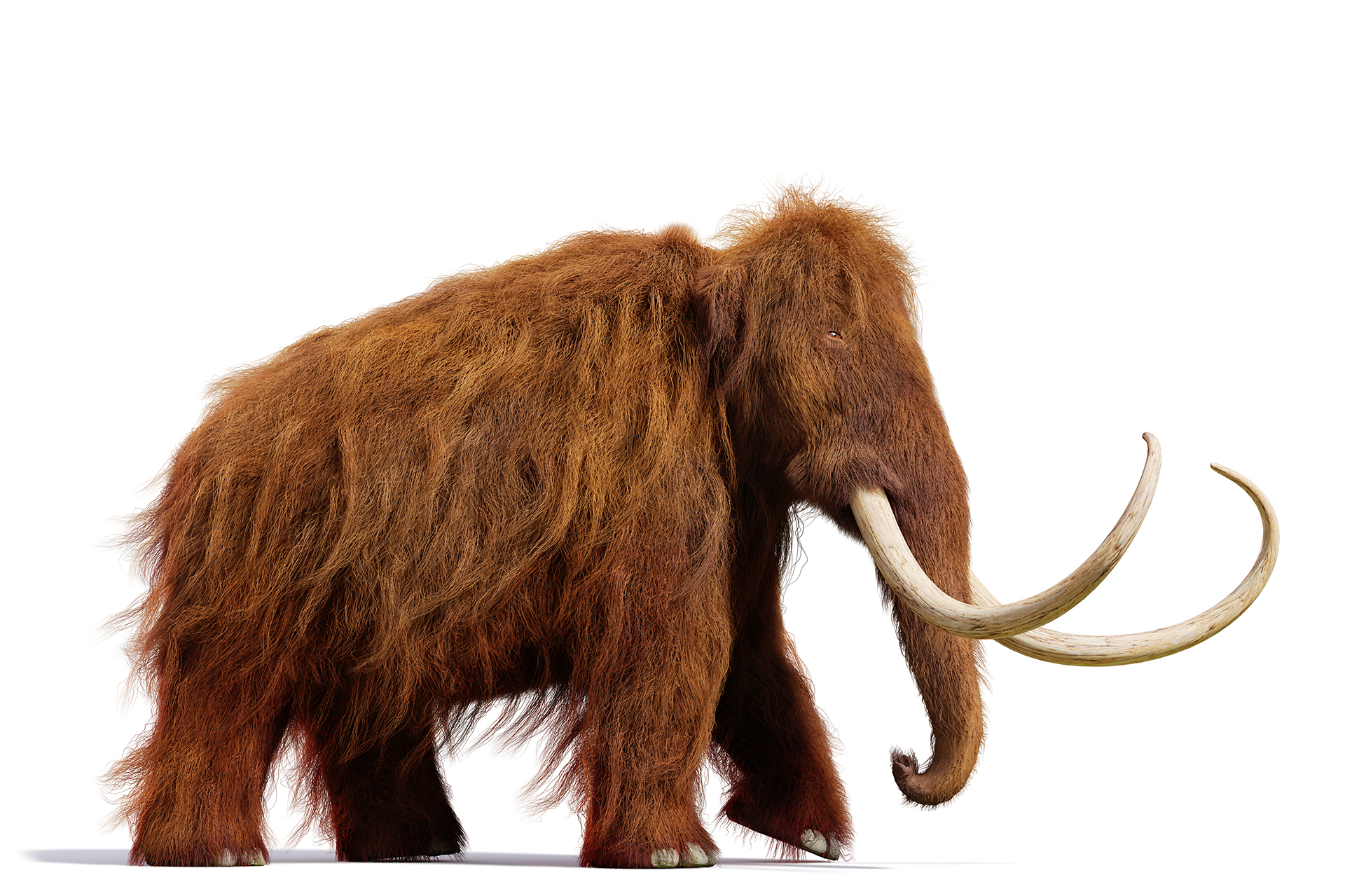 Voitaisiinko mammutti herättää henkiin geenitekniikalla? - Luonnon ...